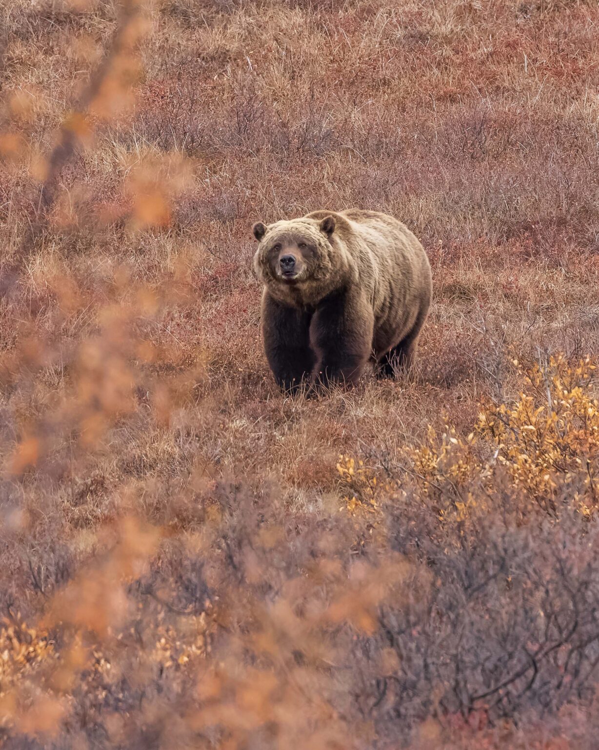 Denali National Park - Wild Wanderers Almanac